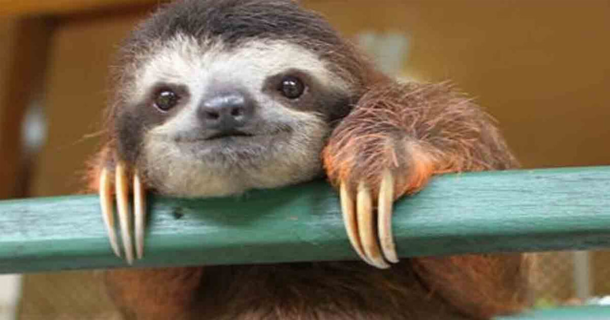 Sloth Gifts | Gift Ideas for Lovers of these interesting creatures.